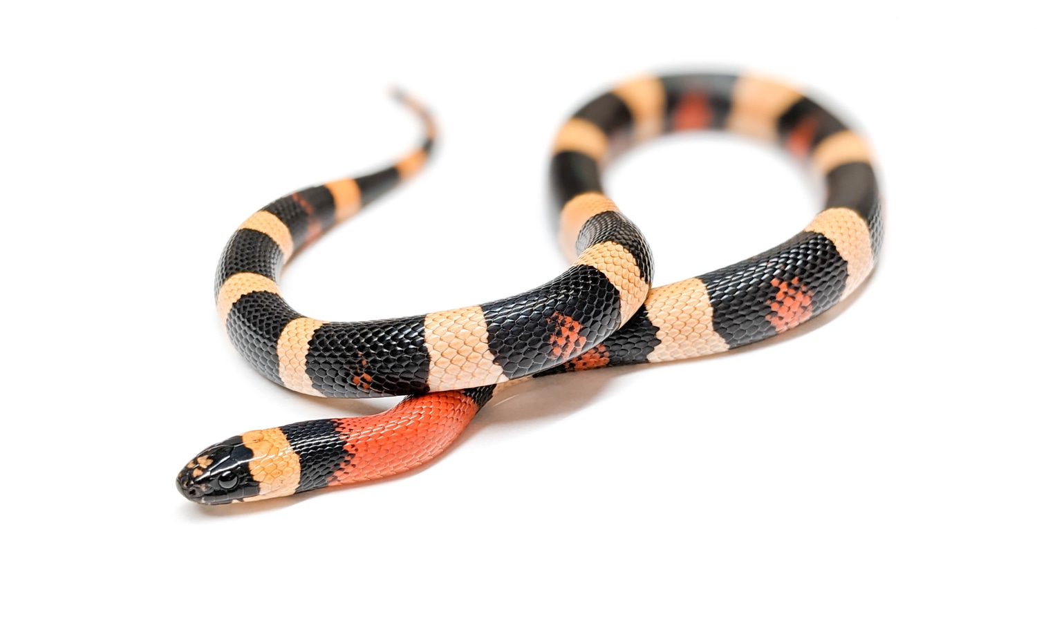 Halloween Pueblan Milk Snake by KBK Reptiles - MorphMarket