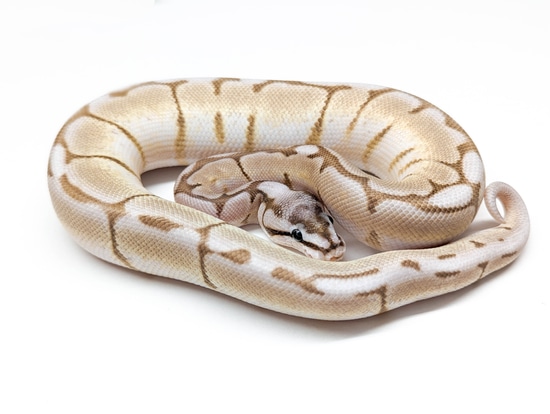 Butter Spider VPI Axanthic Ball Python by KBK Reptiles