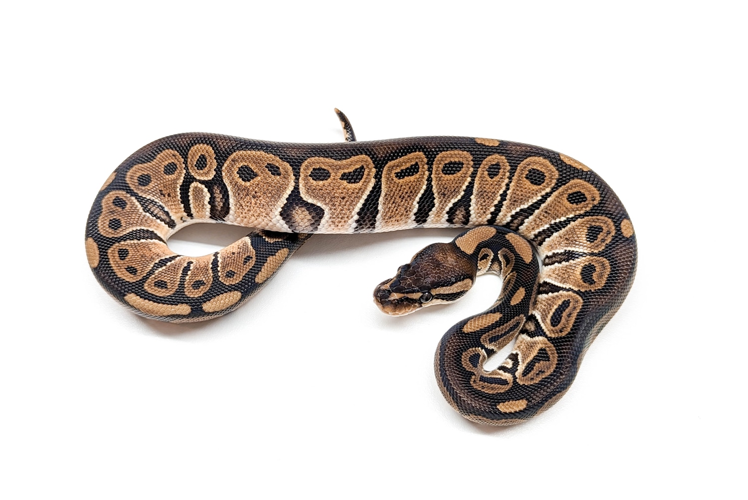 HRA Ball Python by KBK Reptiles - MorphMarket