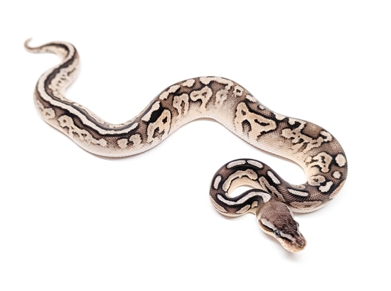 Pewter Het Ghost Het Pied Ball Python by KBK Reptiles