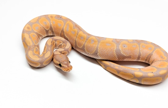 Coral Glow Female Maker Pos Calico "Hyper Line" Ball Python by KBK Reptiles