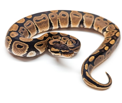 Normal Ball Python by Shanks pythons - MorphMarket