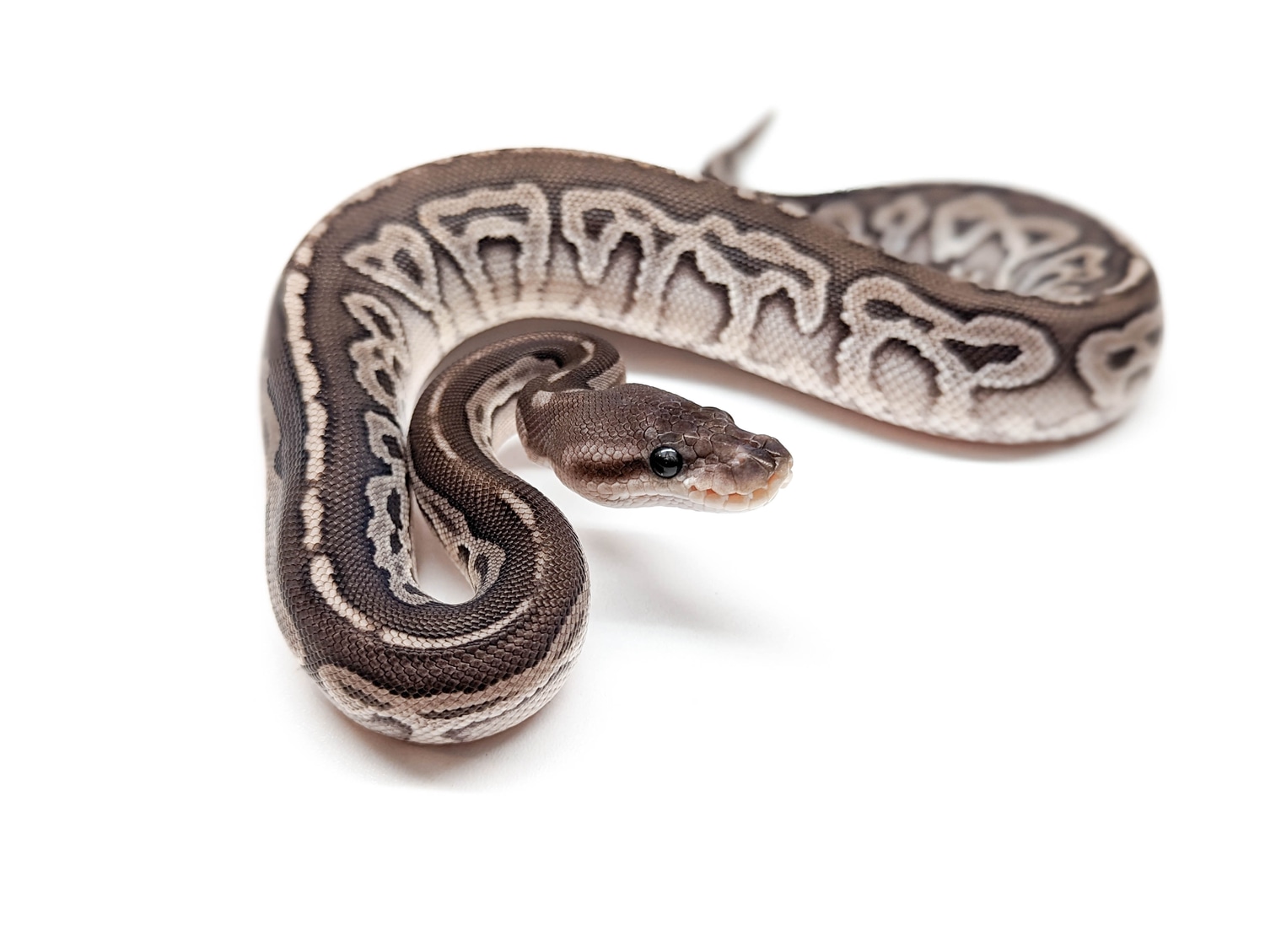Gargoyle Ball Python by KBK Reptiles - MorphMarket
