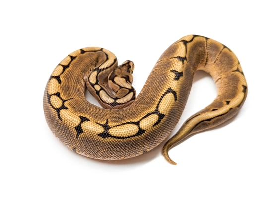 Spider PH VPI Axanthic Ball Python by KBK Reptiles