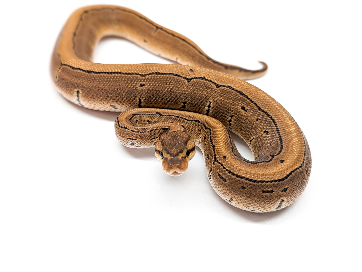Pin Pos Shrapnel Ball Python by KBK Reptiles - MorphMarket
