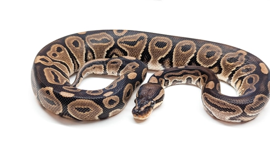 Green Pastel Ball Python by KBK Reptiles