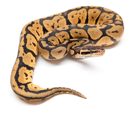 Super Pastel Dinker Ball Python by KBK Reptiles