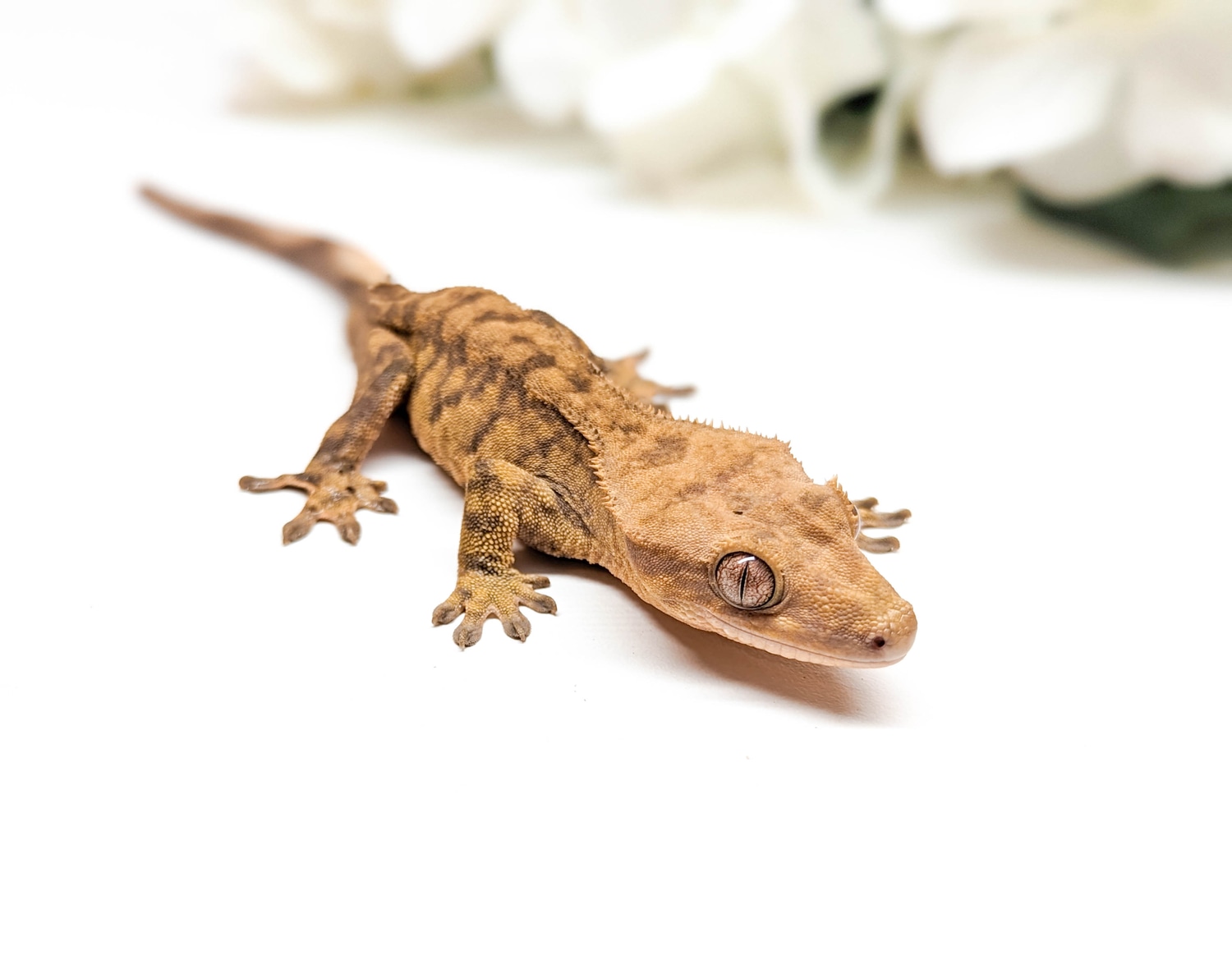 Tiger Crested Gecko by KBK Reptiles - MorphMarket