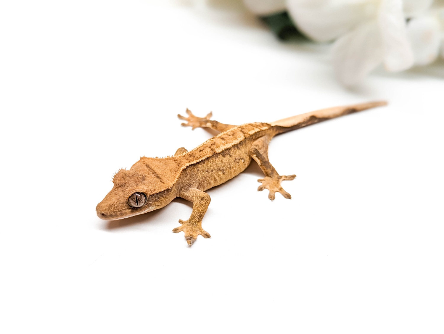 Yellow Harlequin Partial Pinstripe Crested Gecko by KBK Reptiles ...