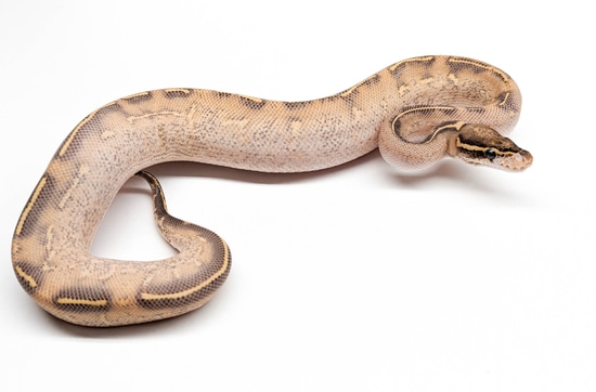 Highway/Freeway Prob Phantom Ball Python by KBK Reptiles