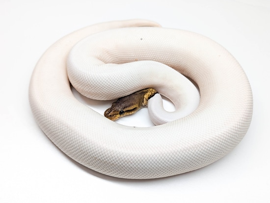 Pewter Pied Ball Python by KBK Reptiles