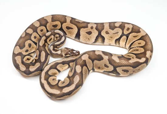 Super Pastel Scaleless Head Dinker Ball Python by KBK Reptiles