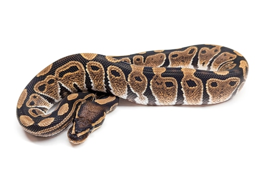 Normal Ball Python by KBK Reptiles