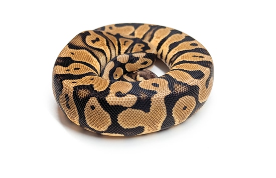 Pastel Scaleless Head Het Sunset Ball Python by KBK Reptiles