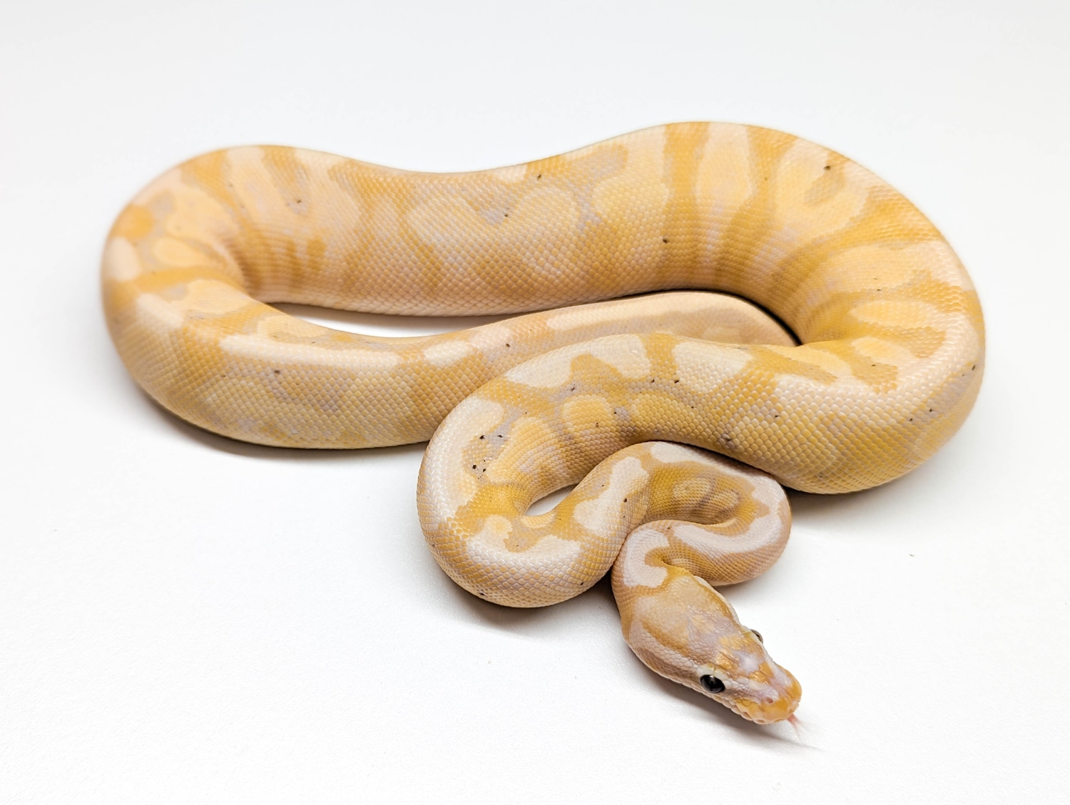 Firefly Banana Scaleless Head Prob Orange Dream Het Sunset Ball Python ...