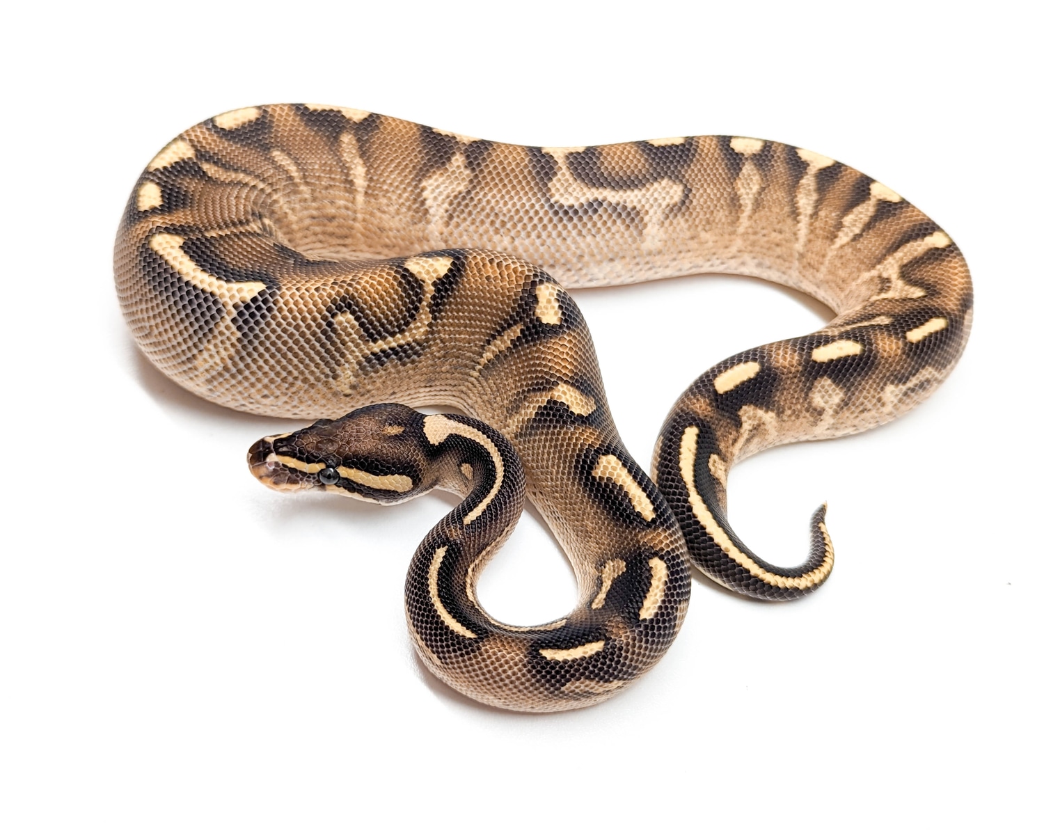 Super Gravel Ball Python by KBK Reptiles - MorphMarket