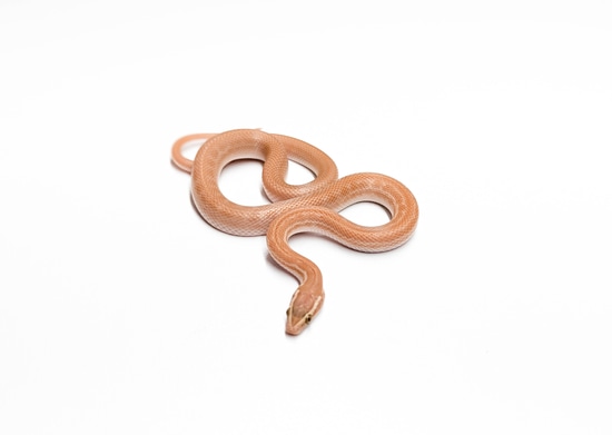 T+ Albino House Snake by KBK Reptiles