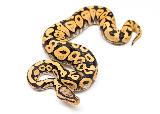Pastel White Lace Cryptic PH VPI Axanthic Ball Python by KBK Reptiles