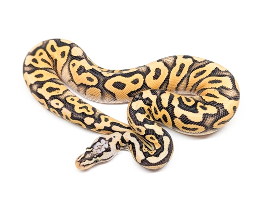 Super Pastel Enchi Lace Cryptic Het VPI Axanthic Ball Python by KBK ...