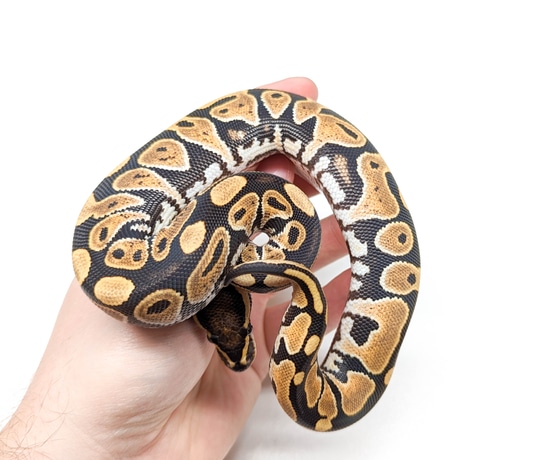White Lace PH Cryptic Ball Python by KBK Reptiles