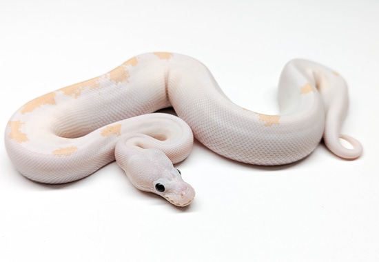 Fire Flame (Super Fire) Pos Pastel Pos Butter Ball Python by KBK Reptiles