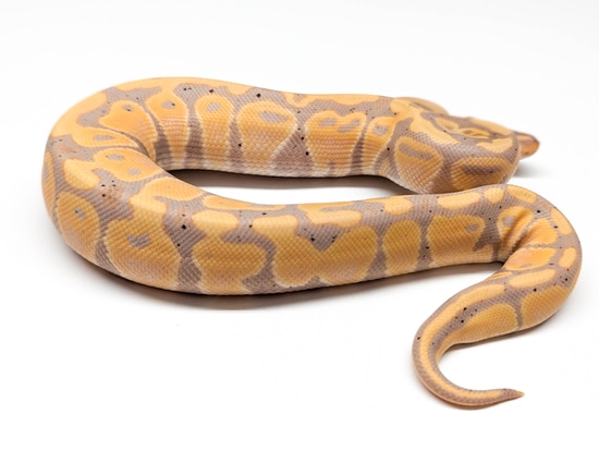 Hyper Coral Glow Ball Python by KBK Reptiles