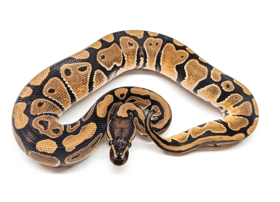 Flame Ball Python by KBK Reptiles