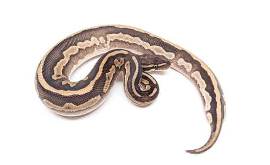 Leopard Mojave Calico PH VPI Axanthic Ball Python by KBK Reptiles