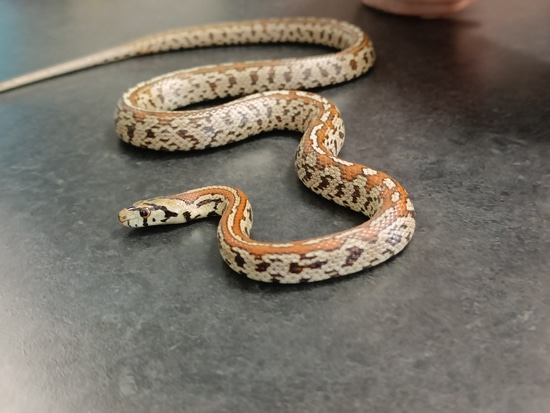 Striped Leopard Rat Snake (Zamenis Situla) Other Rat Snake by KBN Reptiles