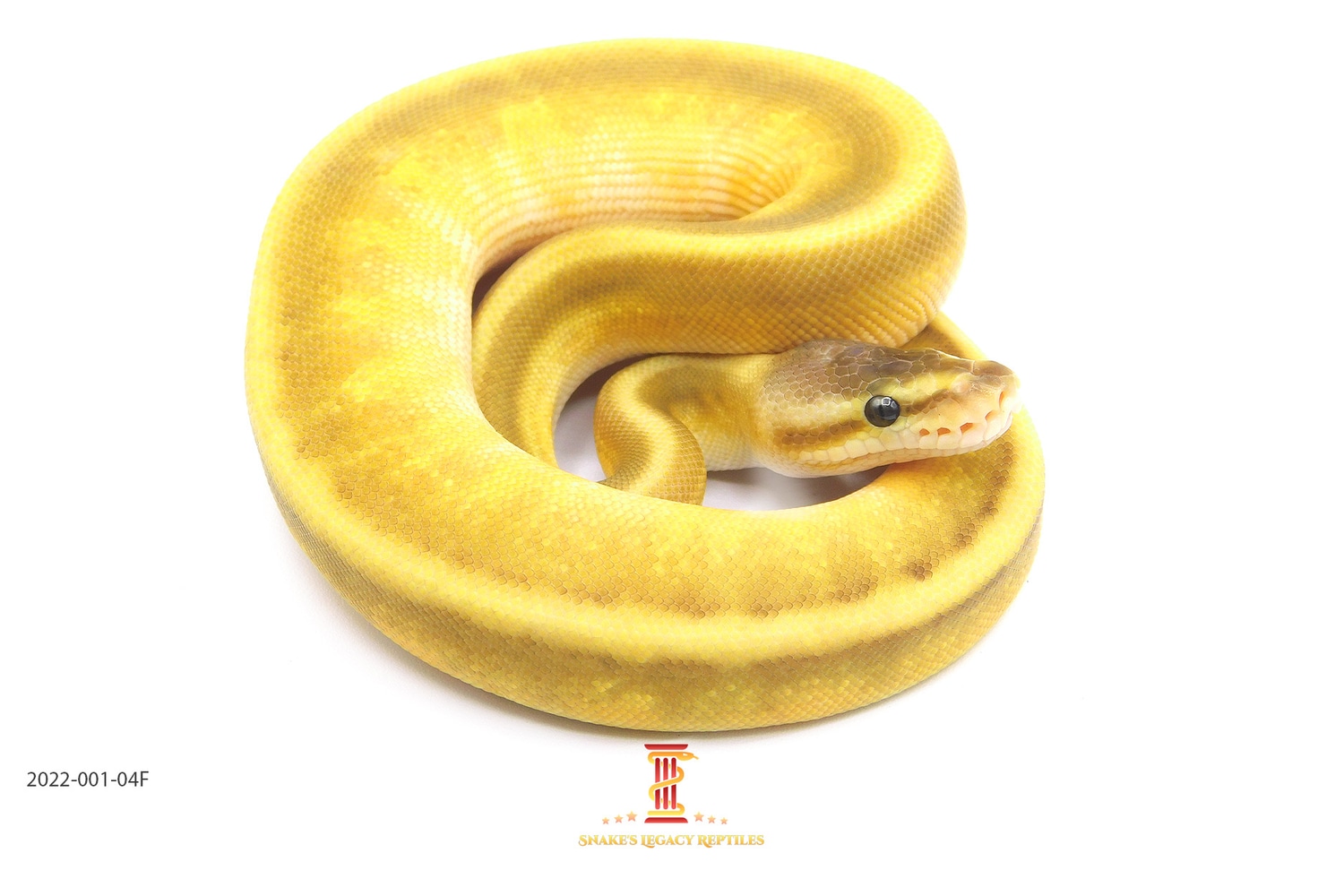 Pastel Hidden Gene Woma Genetic Stripe Ball Python by Snake's Legacy ...