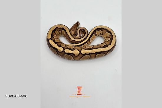 Fire Red Stripe Poss Yellow Belly 100% Het Clown Ball Python by Snake's ...