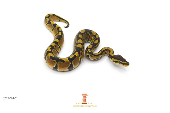 Enchi 66% Het Puzzle 66% Het Hypo Ball Python by Snake's Legacy ...