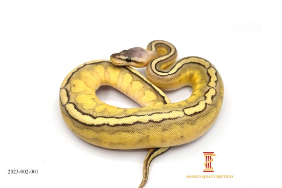 Super Pastel GENETIC STRIPE 100% Het Orange Ghost*FREE SHIPPING* Ball ...