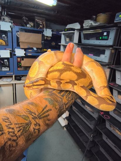 Super Orange Dream Enchie Proven Breeder Ball Python by KNM Constrictors