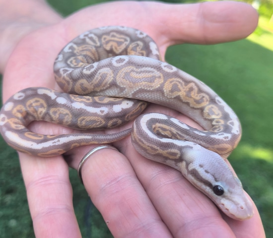 Mahogany Black Pewter Coral Glow Dh Albino/clown Male Ball Python by ...