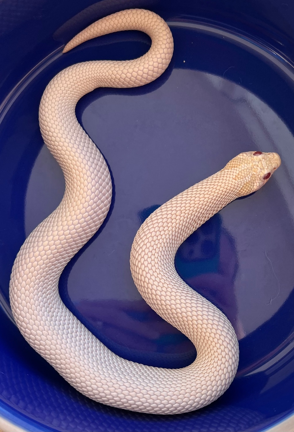 Adult Male Snow Superconda RTB Western Hognose by K.C. Exotics ...