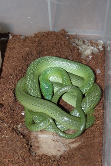 Rhino Rat Snake Other Rat Snake by KC Exotics, Scotland