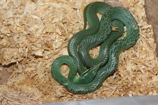 CB21 Rhino Rat Snake Other Rat Snake by KC Exotics, Scotland