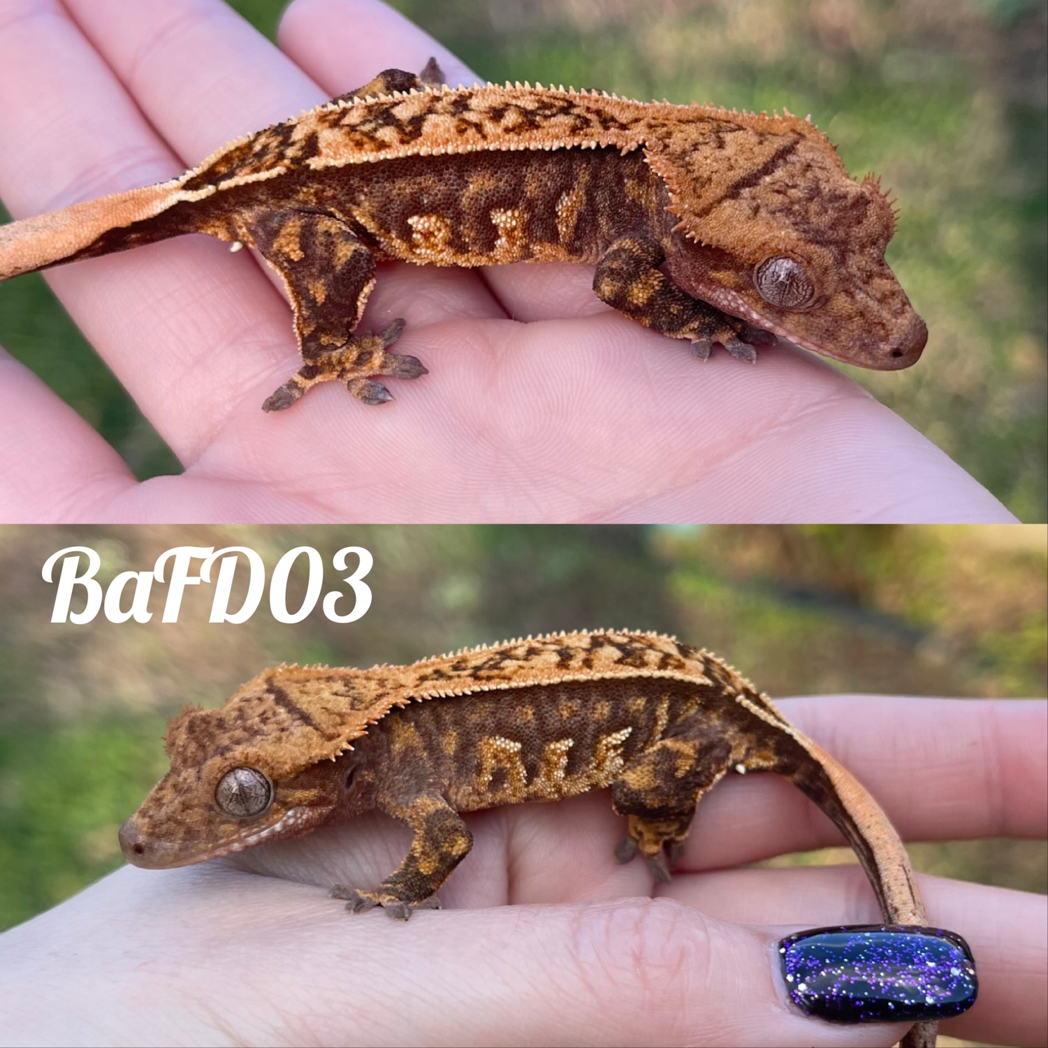 BaFD03 Crested Gecko by KC Geckos - MorphMarket