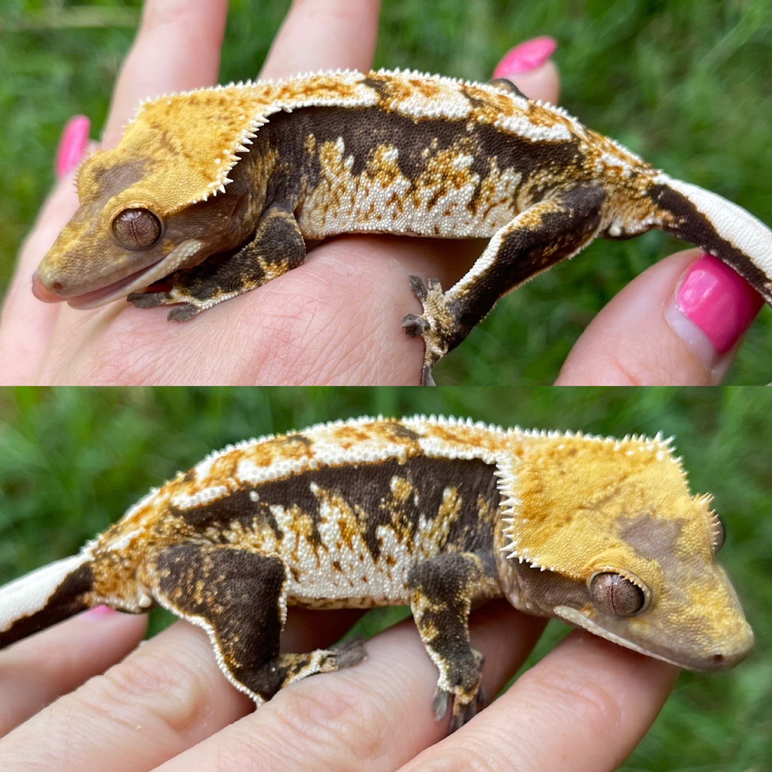 ZeSh Male Crested Gecko by KC Geckos - MorphMarket