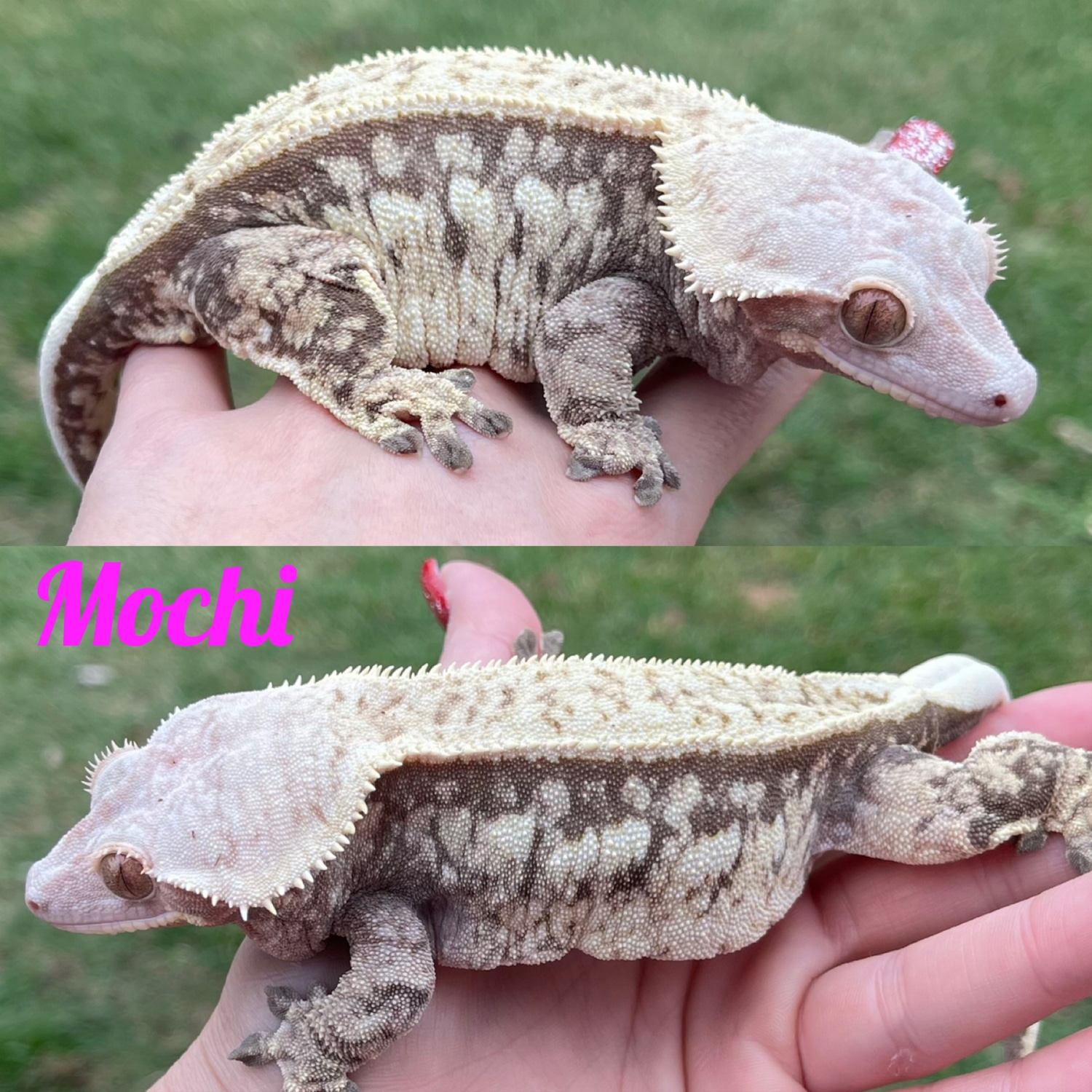 Mochi Crested Gecko by KC Geckos - MorphMarket