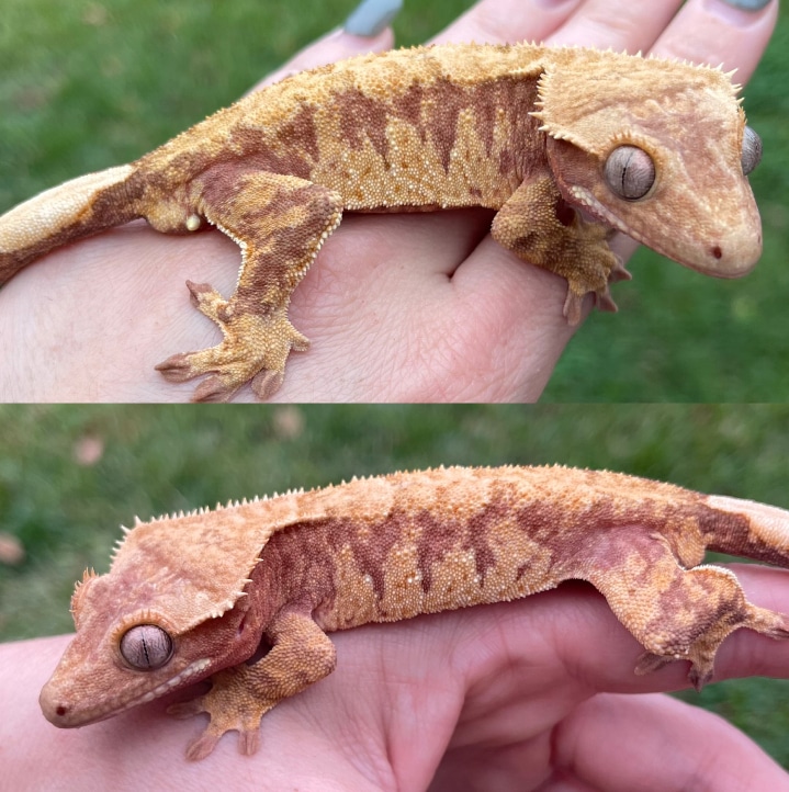 Red Male Crested Gecko by KC Geckos - MorphMarket