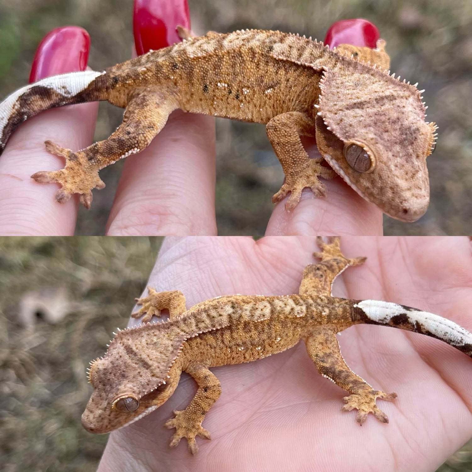 100% Het Axanthic Crested Gecko by KC Geckos - MorphMarket