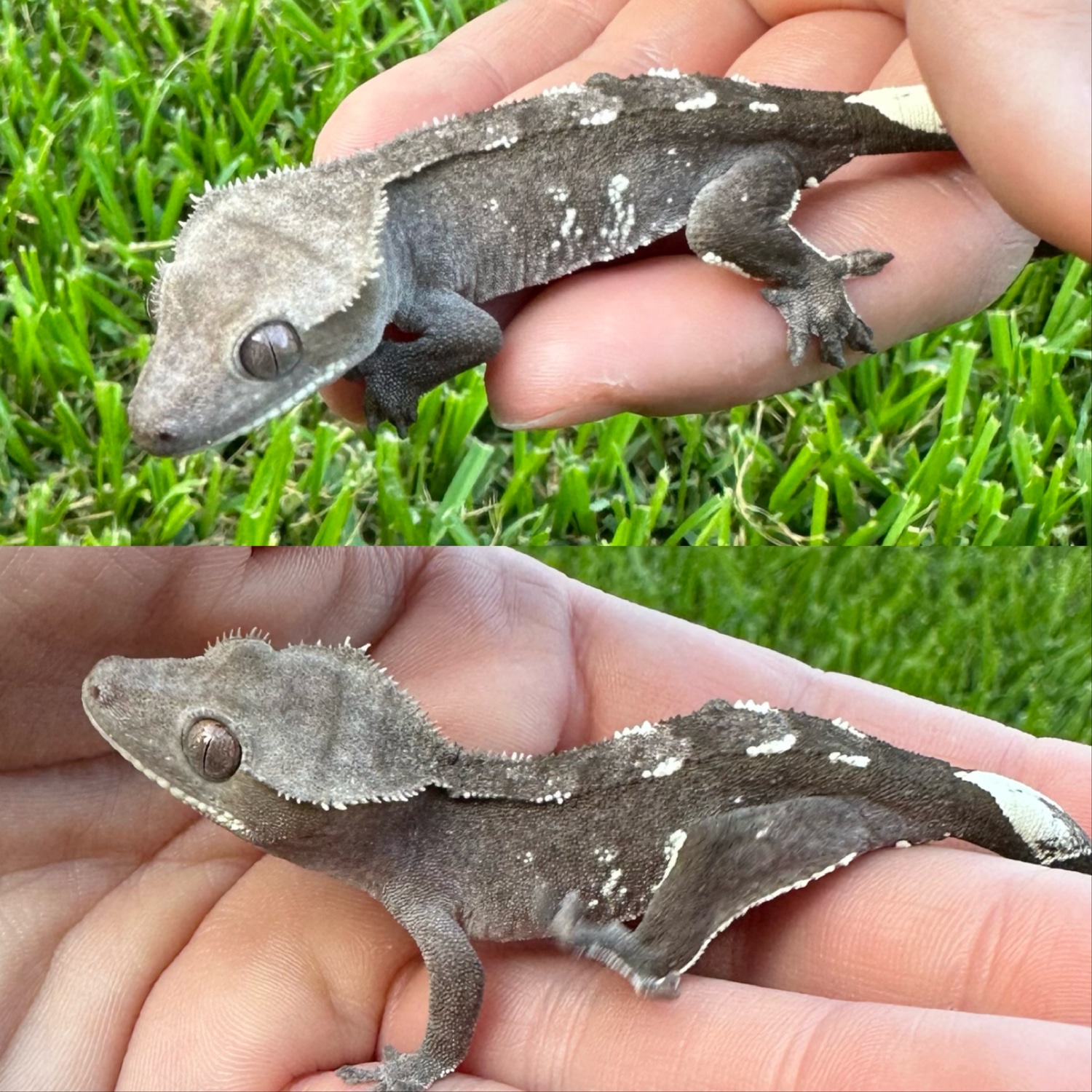 Axanthic Crested Gecko by KC Geckos - MorphMarket