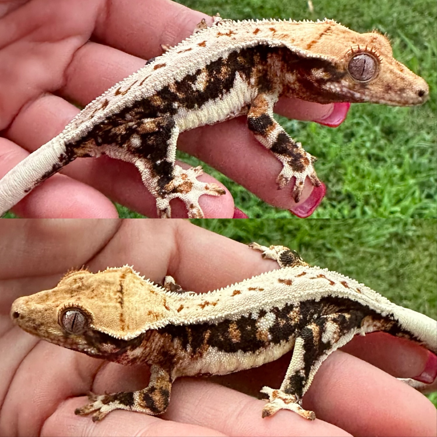 VeDa Crested Gecko by KC Geckos - MorphMarket