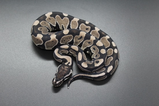 Vpi Axanthic 100% Het Hypo/ghost Ball Python by Black Label Balls
