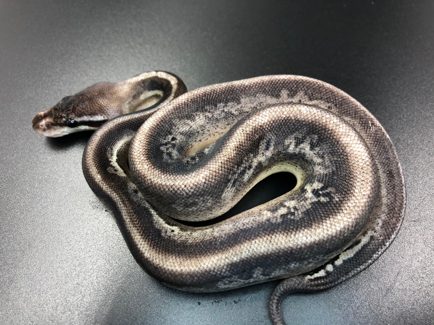 Black Pewter Black Head Mojave Ball Python by Black Label Balls ...