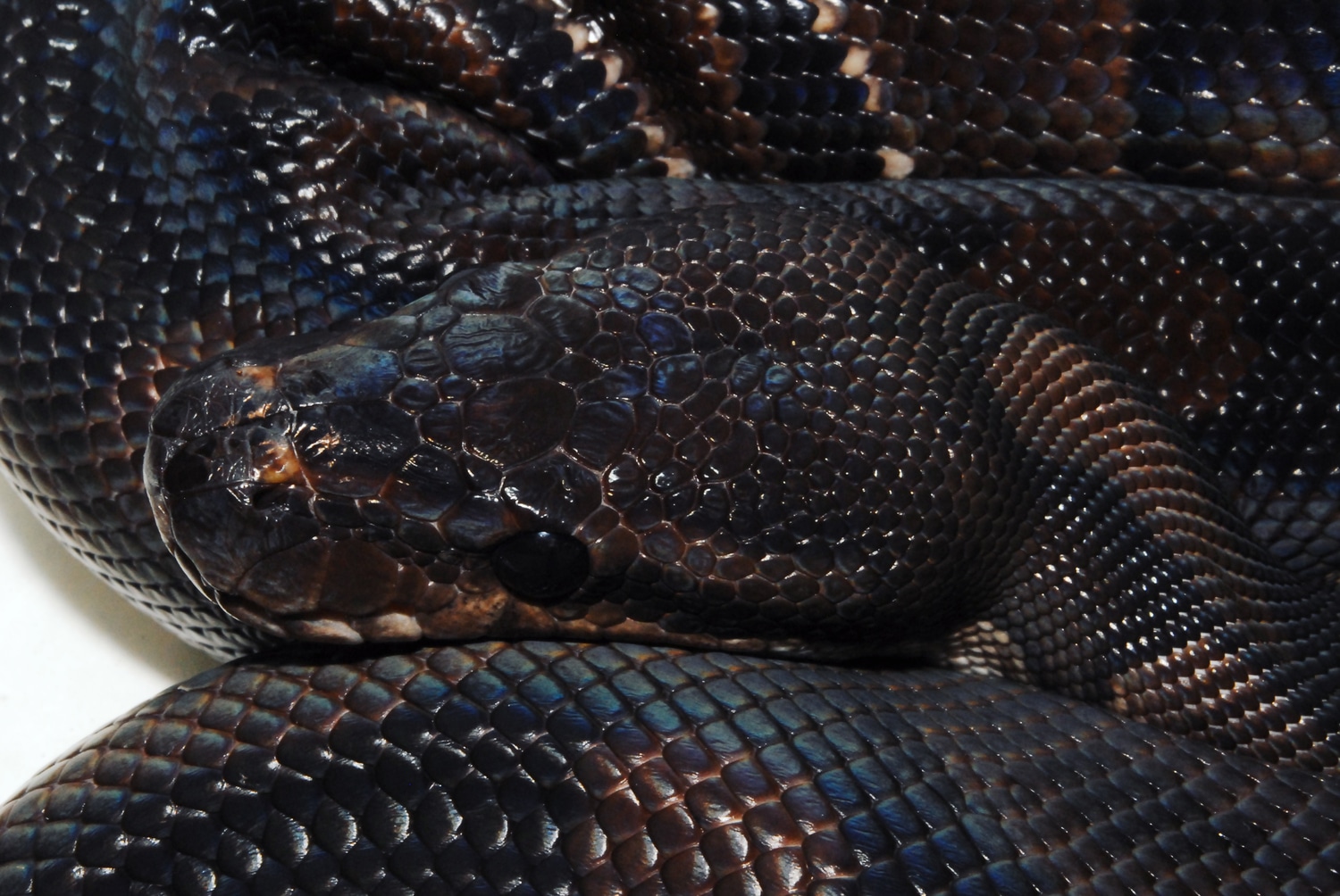 Black Axanthic Ball Python by Black Label Balls - MorphMarket