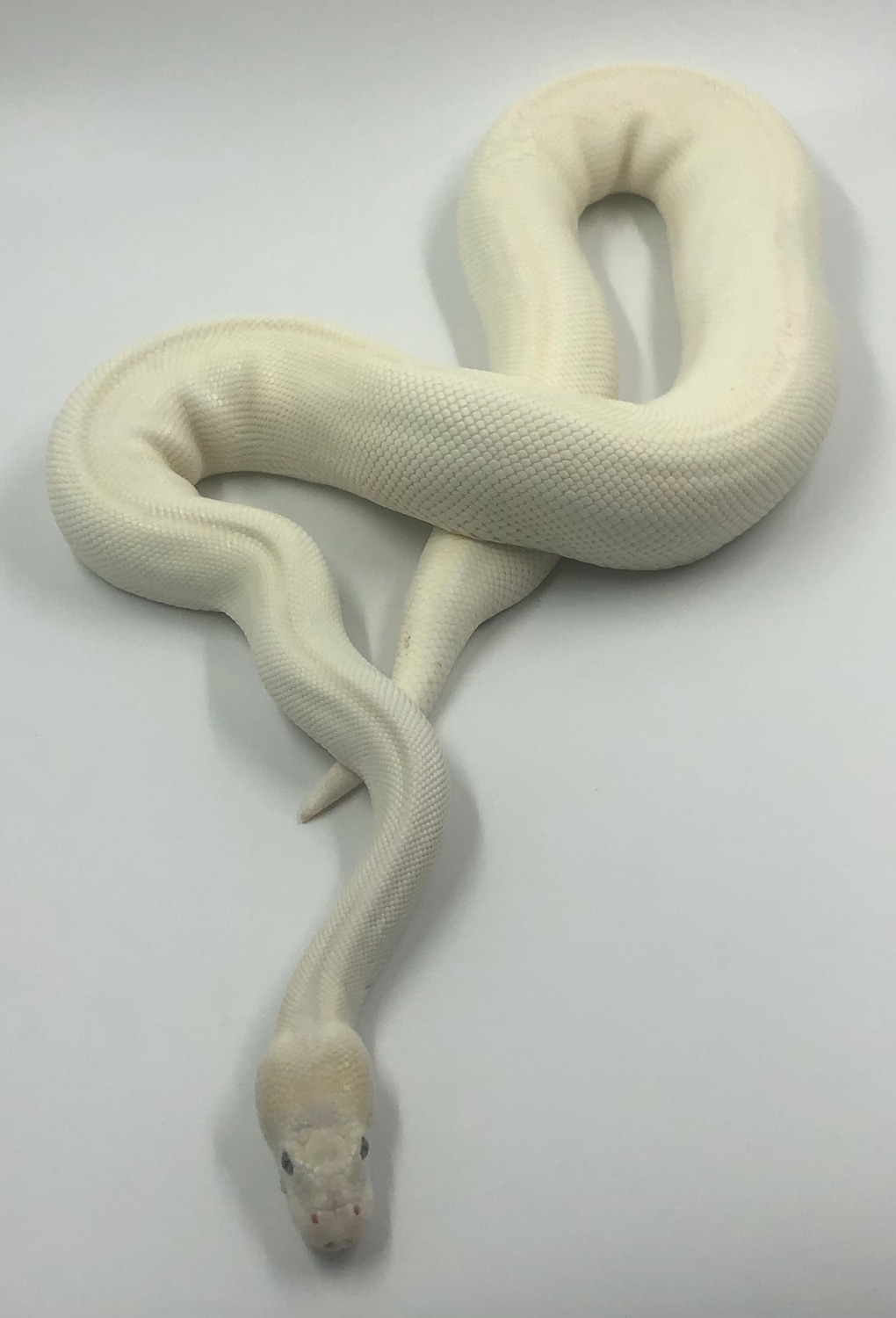 RTB Lesser Bel Ball Python by Black Label Balls - MorphMarket