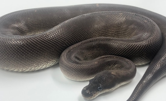 8 Ball Ball Python by Black Label Balls